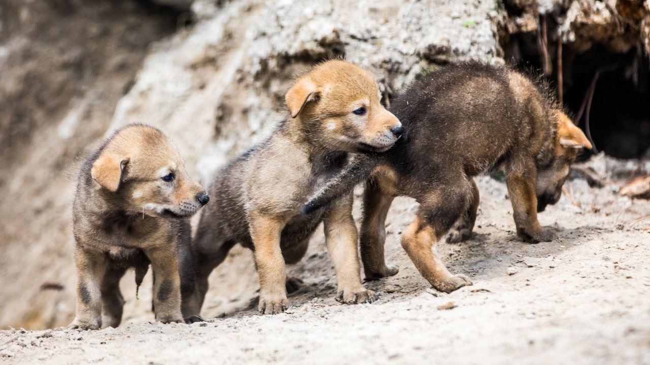Adorable, endangered red wolf pups born at ZooTampa | FOX 13 Tampa Bay