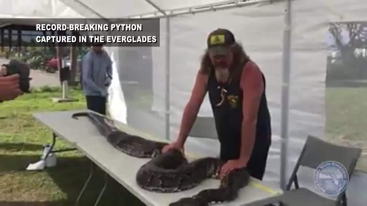 Record-breaking python captured in Everglades | FOX 13 Tampa Bay Record-breaking python captured in Everglades | FOX 13 Tampa Bay