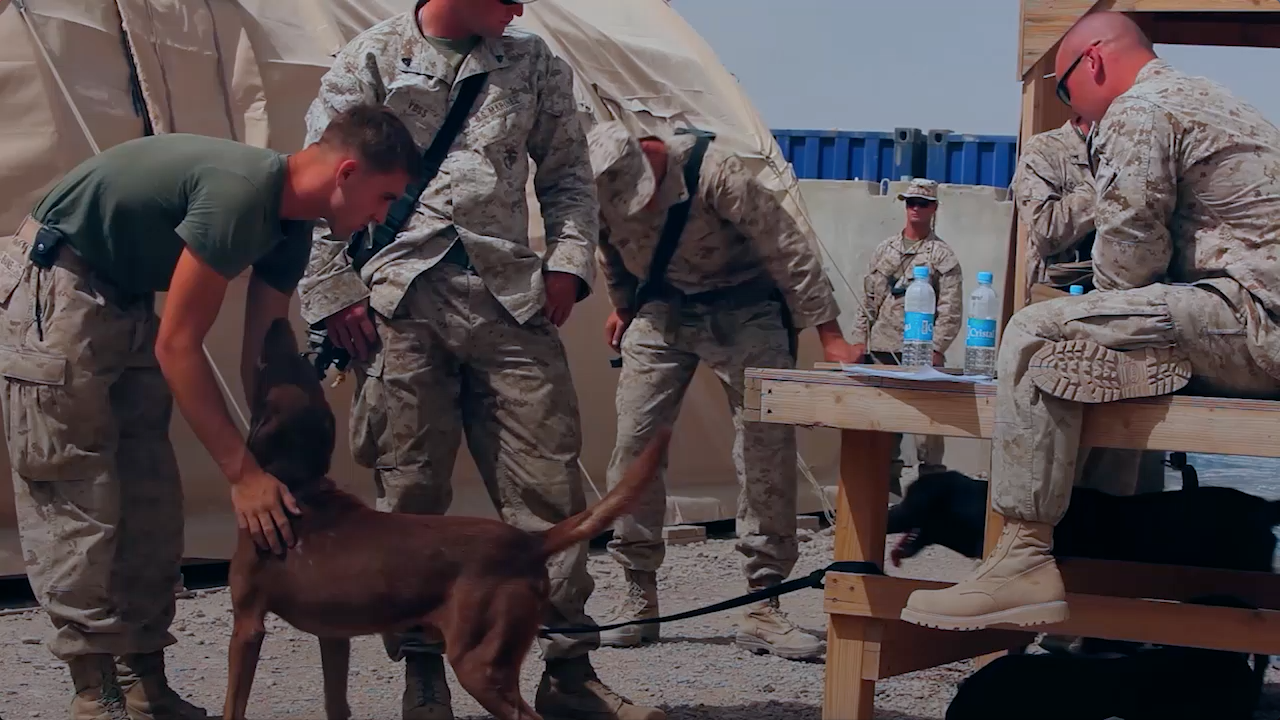 Humans aren't the only ones to think of on Veteran's Day | FOX 13 Tampa Bay