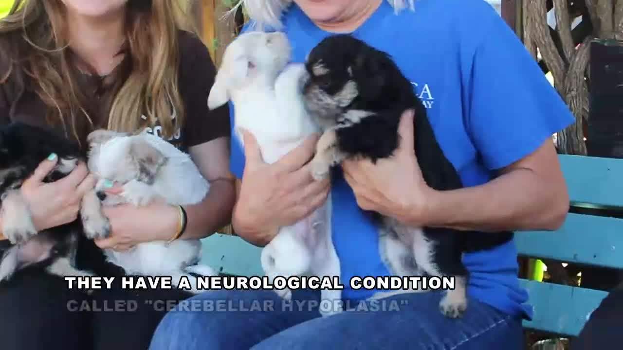 Special Needs Puppies Up For Adoption special-needs-puppies-up-for-adoption