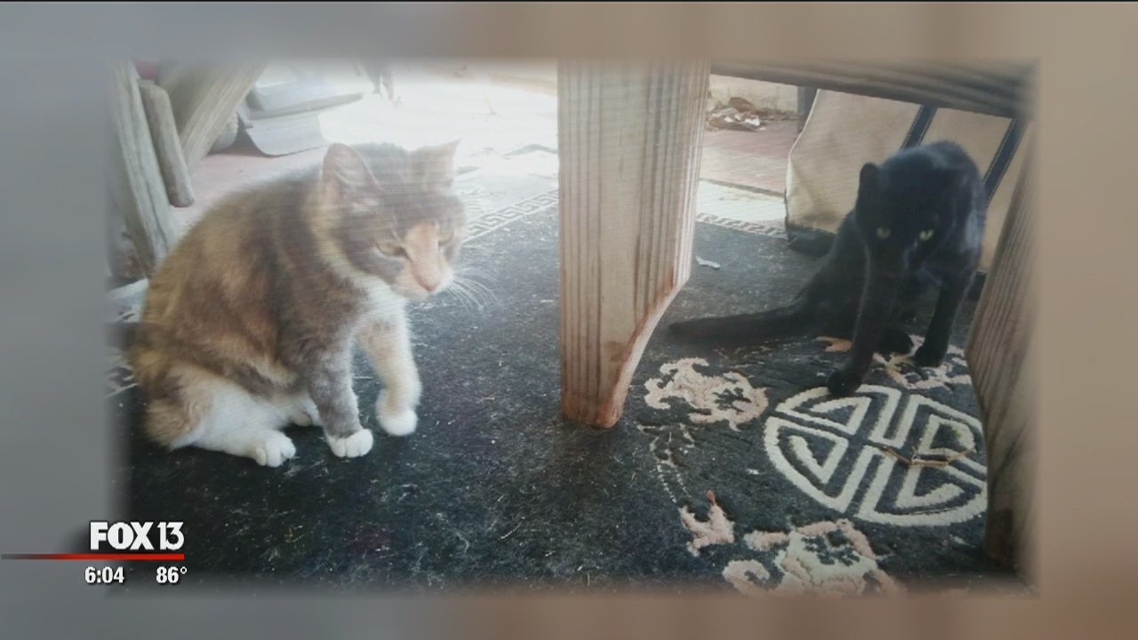 St. Pete police issue warning after cats mutilated | FOX 13 Tampa Bay