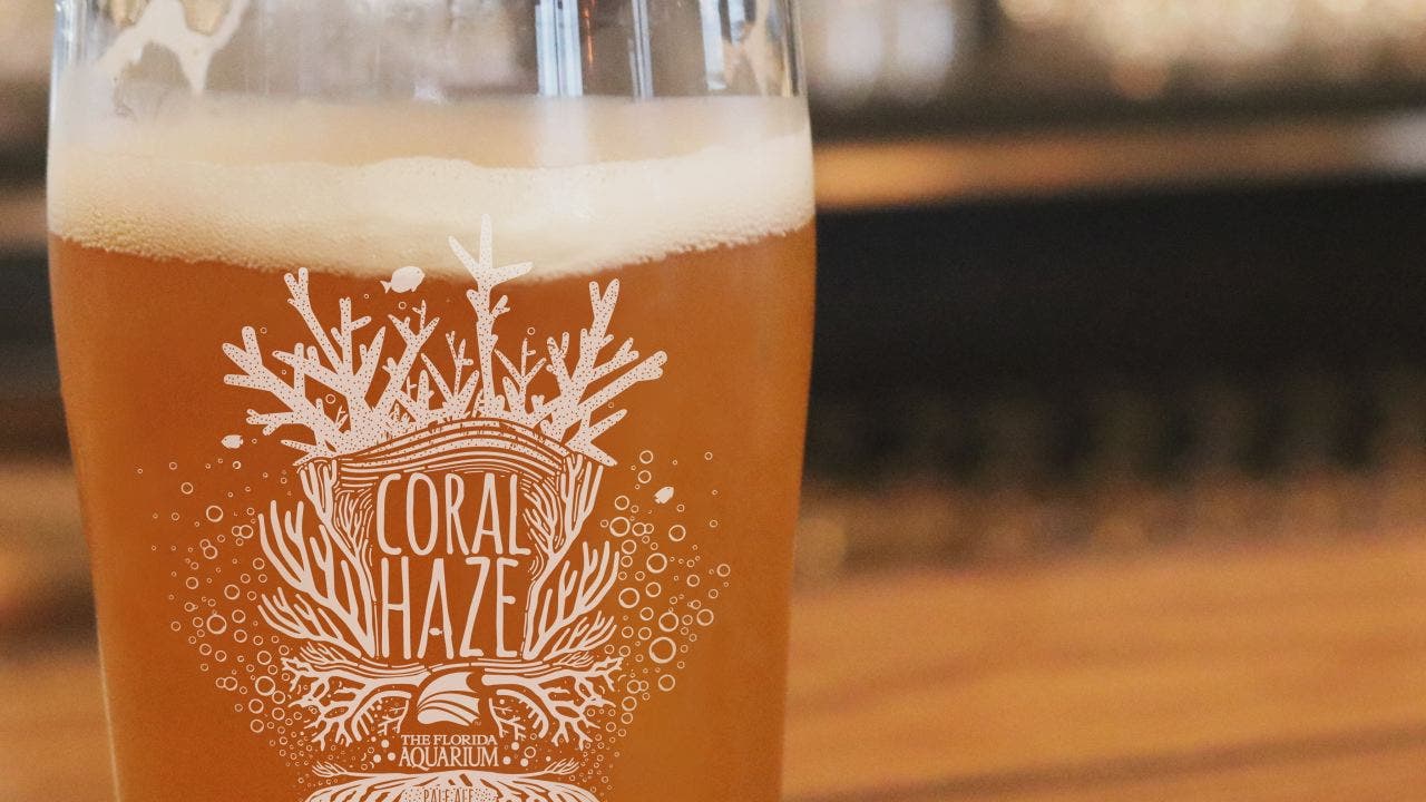 'Coral Haze' beer will benefit coral conservation efforts | FOX 13 ...