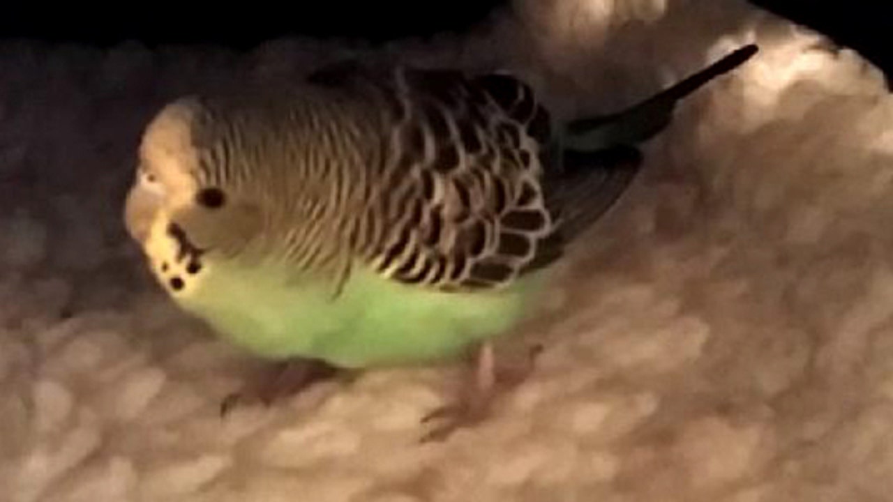 Lost parakeet found in Clearwater after storms | FOX 13 Tampa Bay