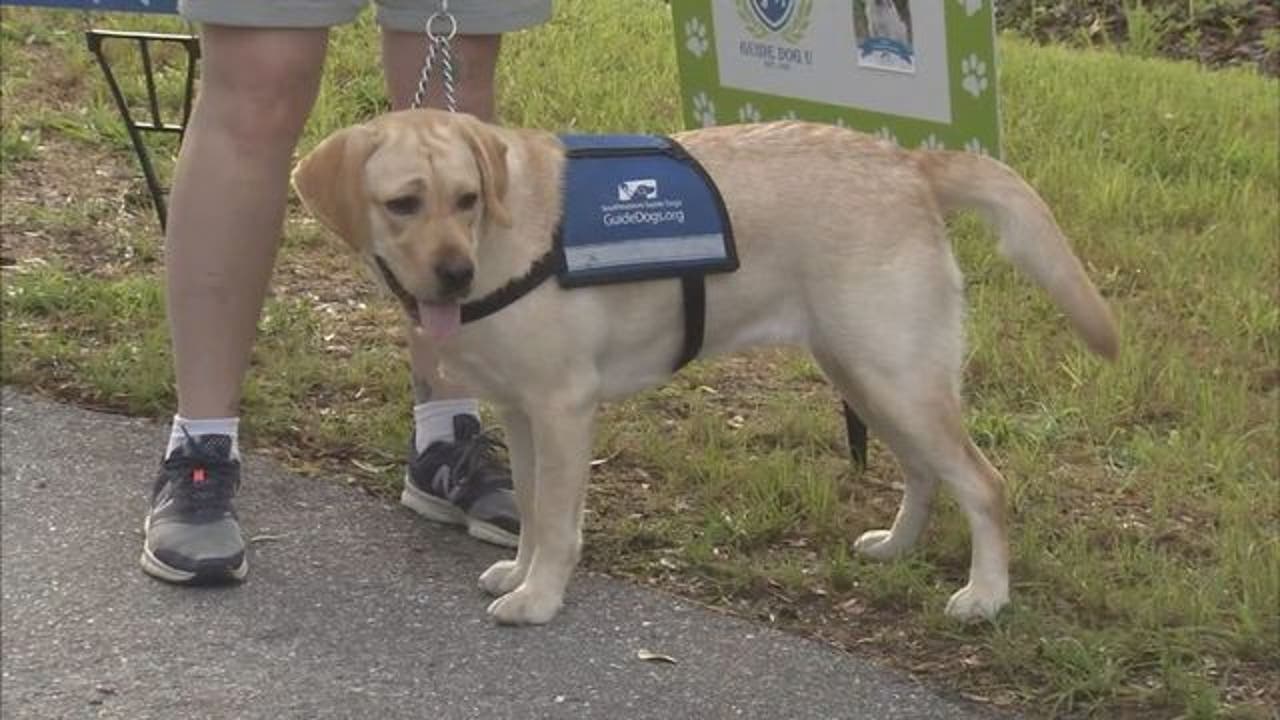 Southeastern Guide Dogs needs puppy-raisers | FOX 13 Tampa Bay
