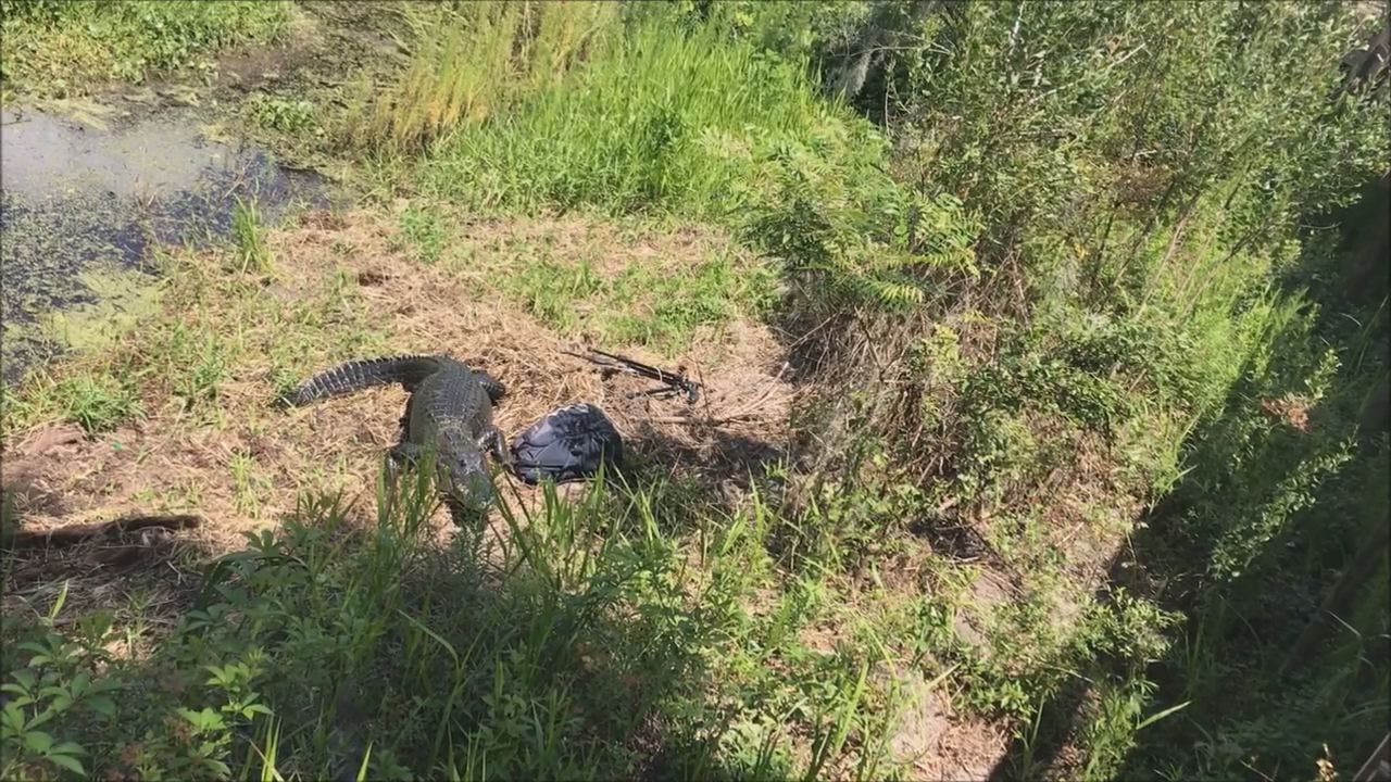 WATCH: Photographer gets too close to angry gator