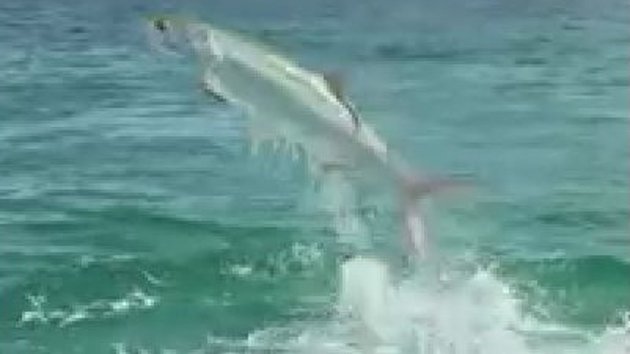 WATCH: Hungry shark chases tarpon in Tampa Bay | FOX 13 Tampa Bay