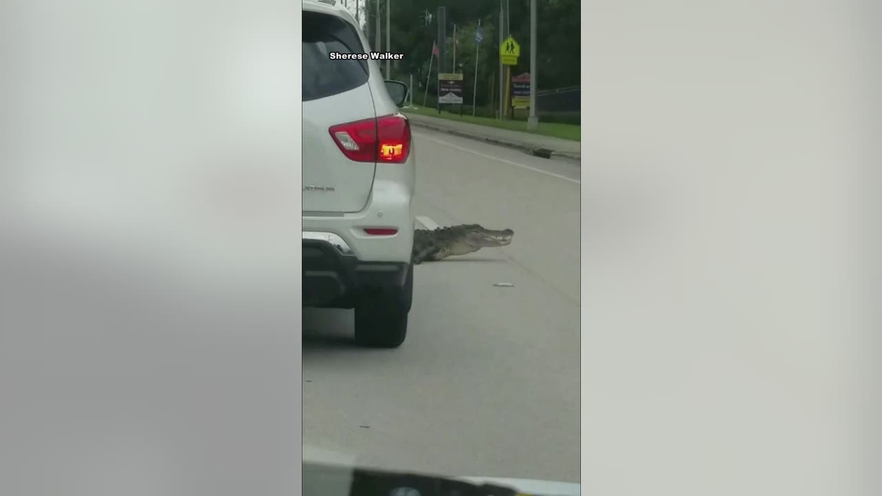 WATCH: Alligator crosses busy roadway in Lakeland | FOX 13 Tampa Bay