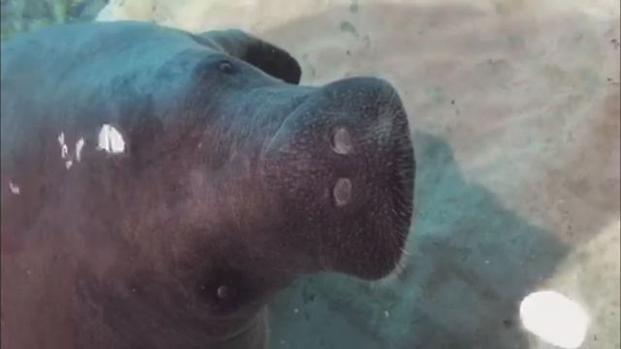 Snooty the Manatee turns 68 | FOX 13 Tampa Bay