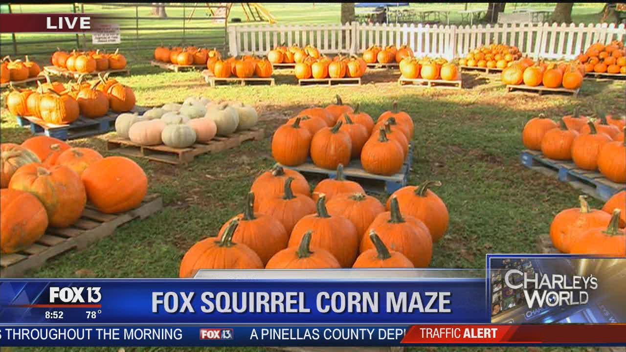 fox squirrel corn maze