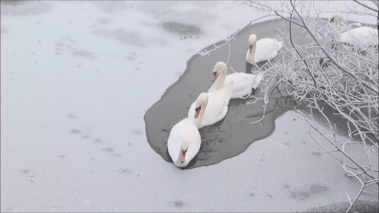 Ice-breaking swans bust through frozen pond | FOX 13 Tampa Bay