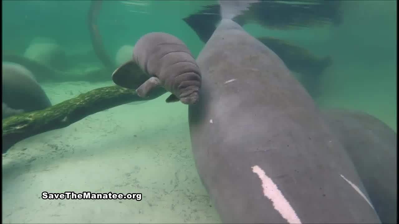 WATCH: Three week old baby manatee caught on camera | FOX 13 Tampa Bay