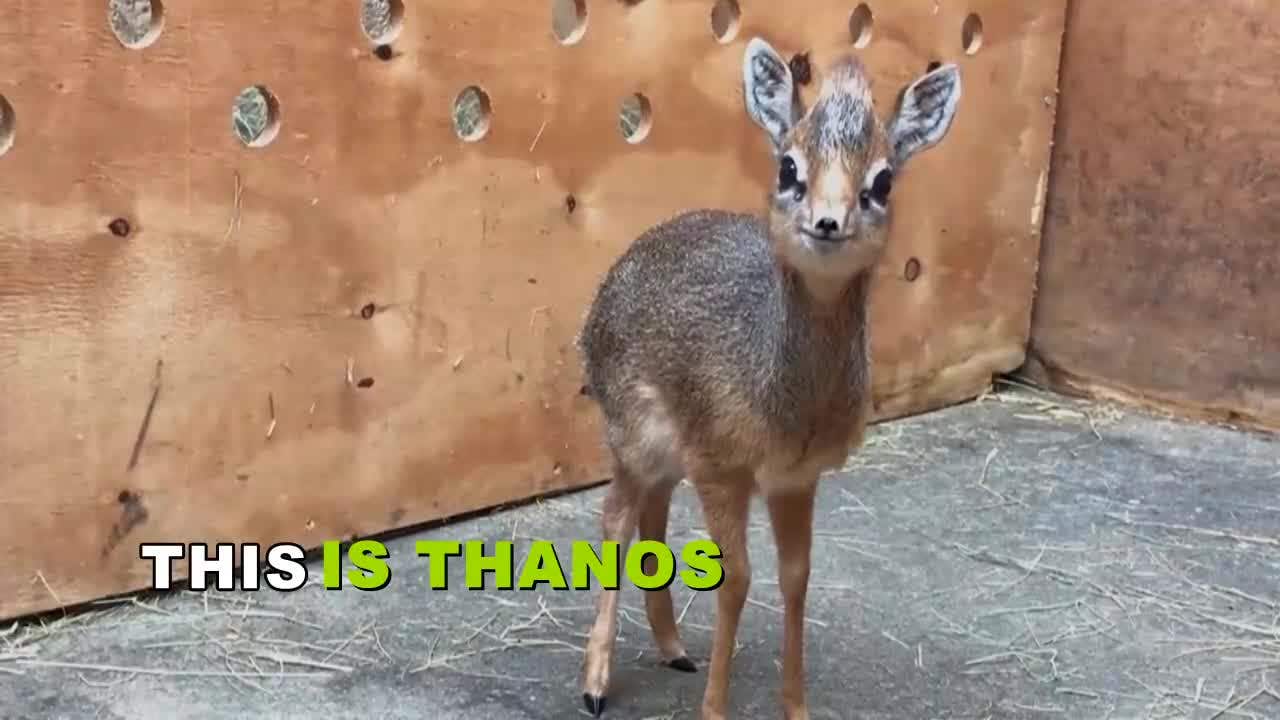 WATCH: Tiny baby antelope steals hearts | FOX 13 Tampa Bay