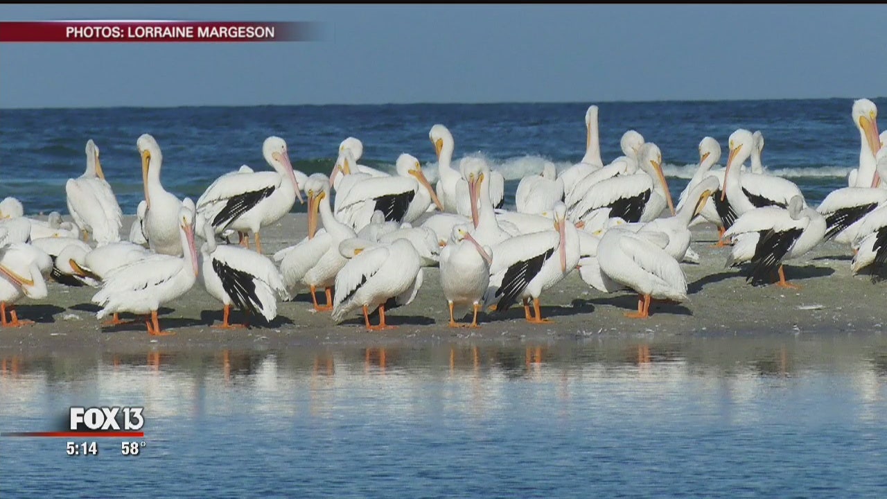 Migrating white pelicans arrive in big numbers | FOX 13 Tampa Bay