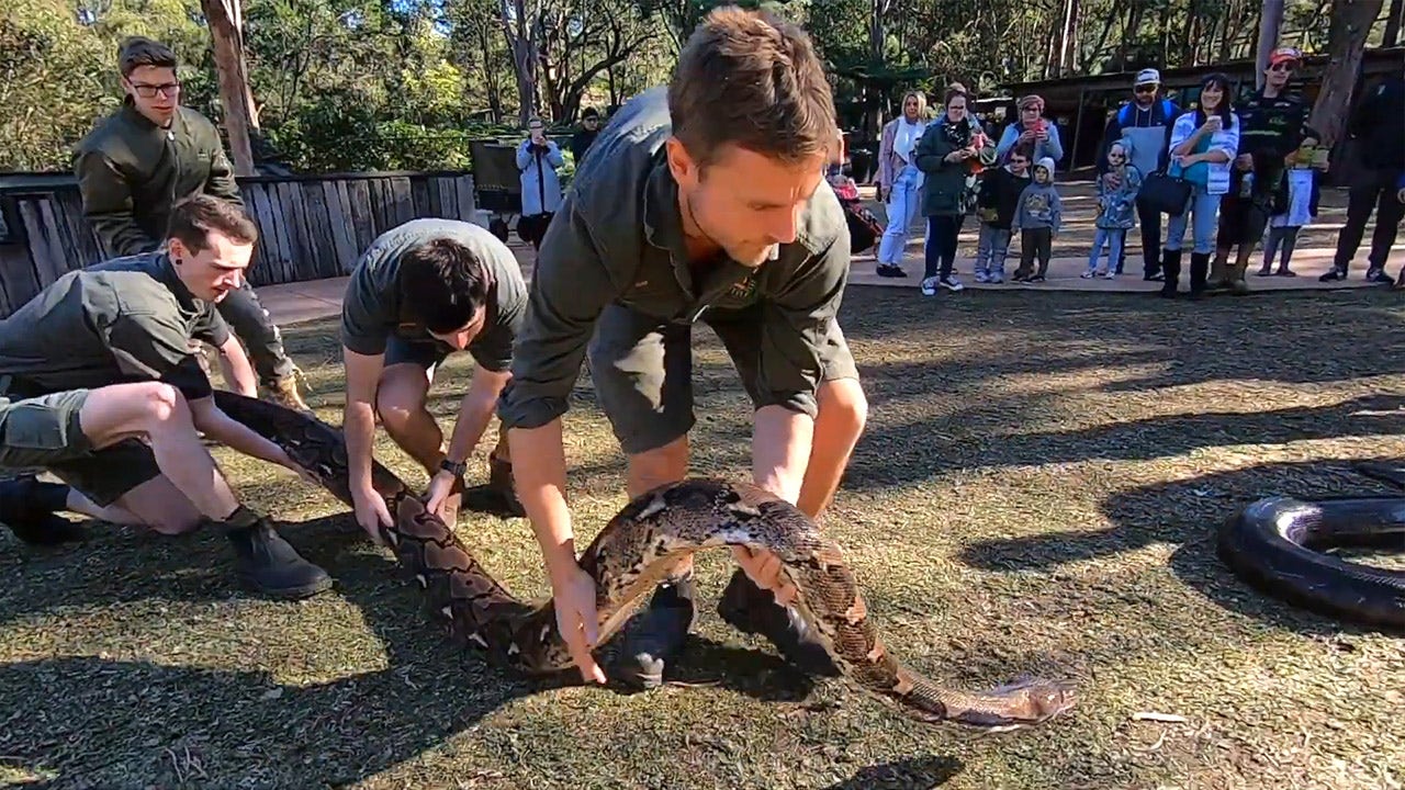 Enormous 'monster' snakes measured at Australian Reptile Park for ...