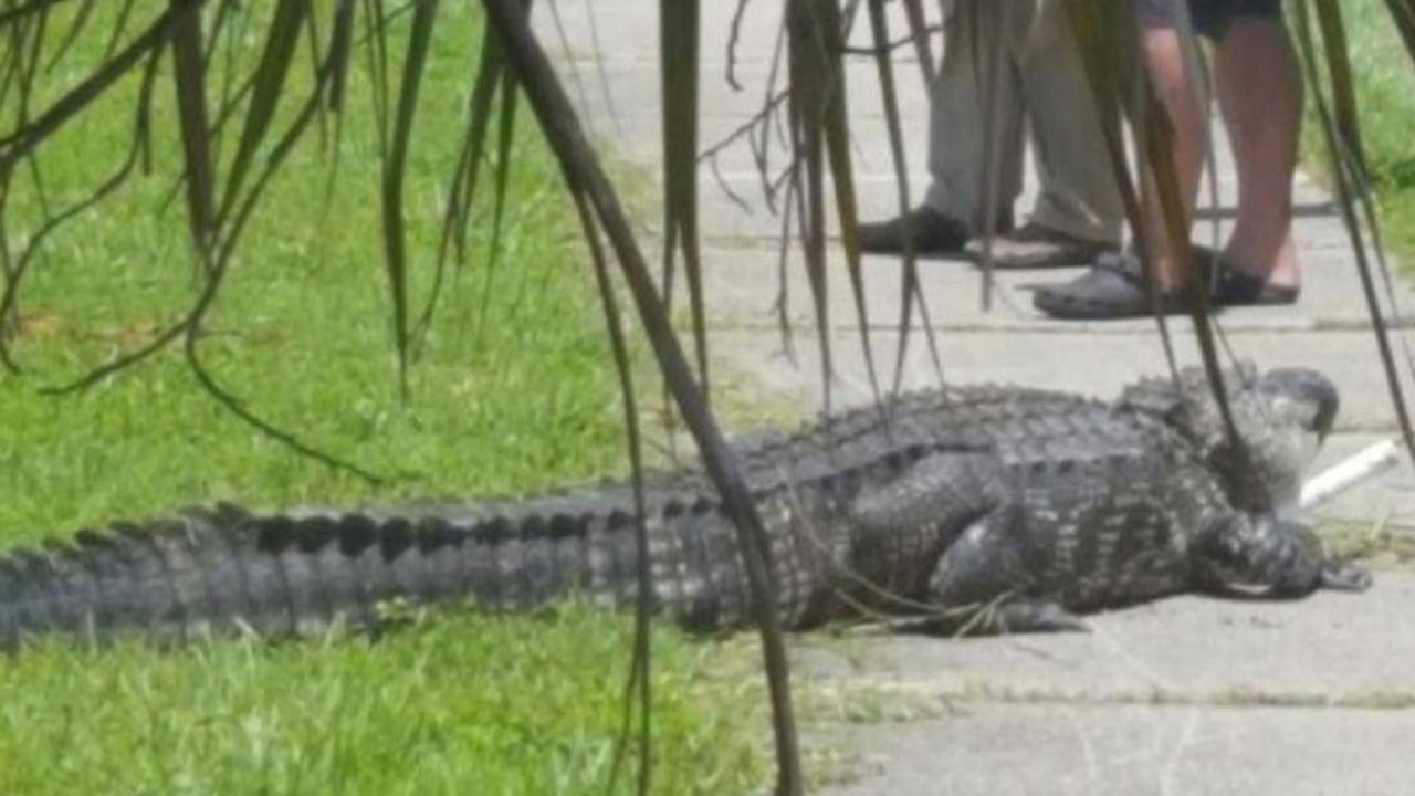 Florida man attacked by alligator while bathing in retention pond | FOX ...
