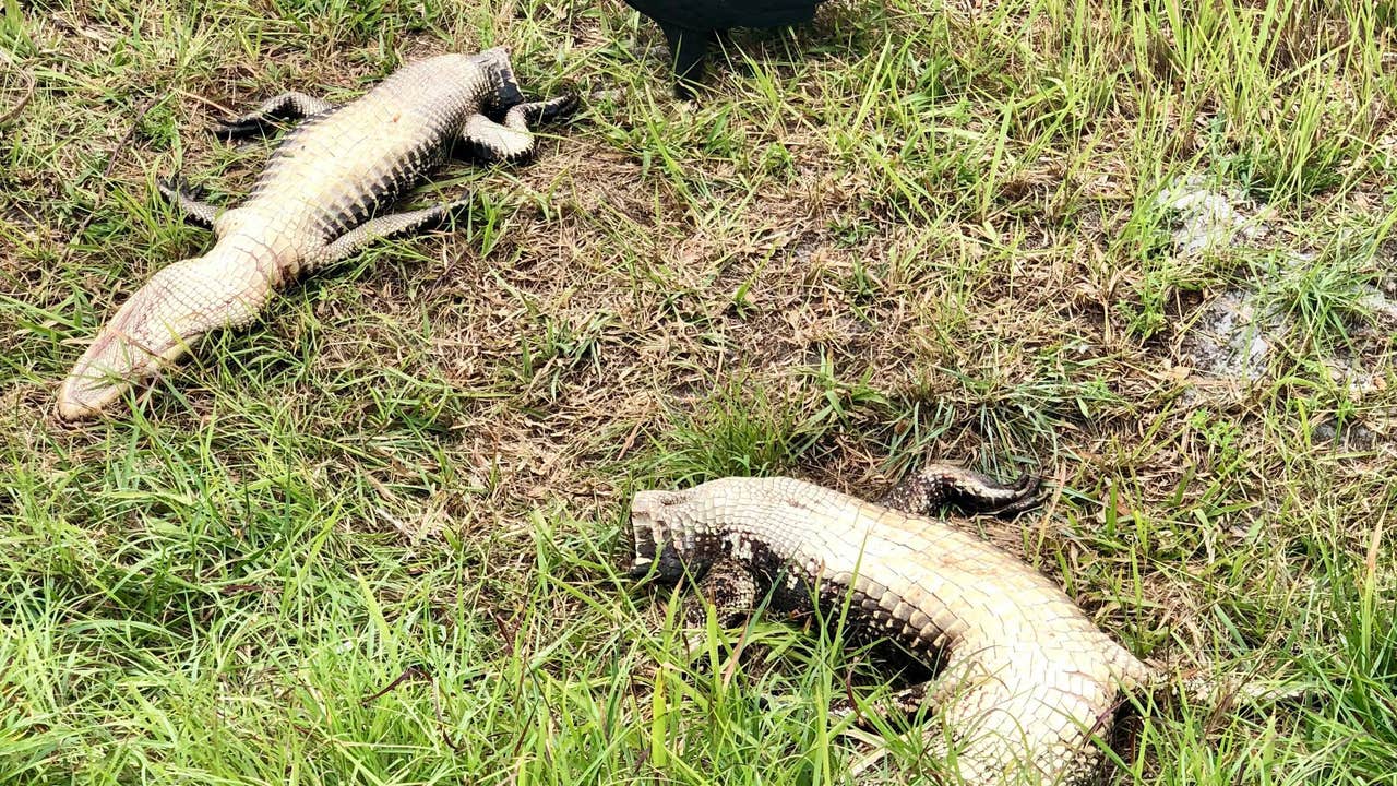 Mutilated alligators prompt FWC investigation | FOX 13 Tampa Bay