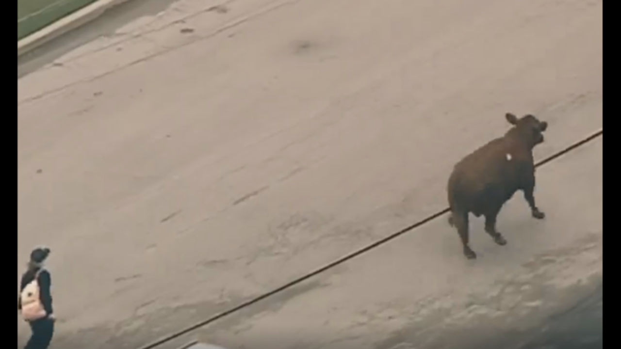 Cattle that escaped slaughterhouse are going to a sanctuary | FOX 13 ...