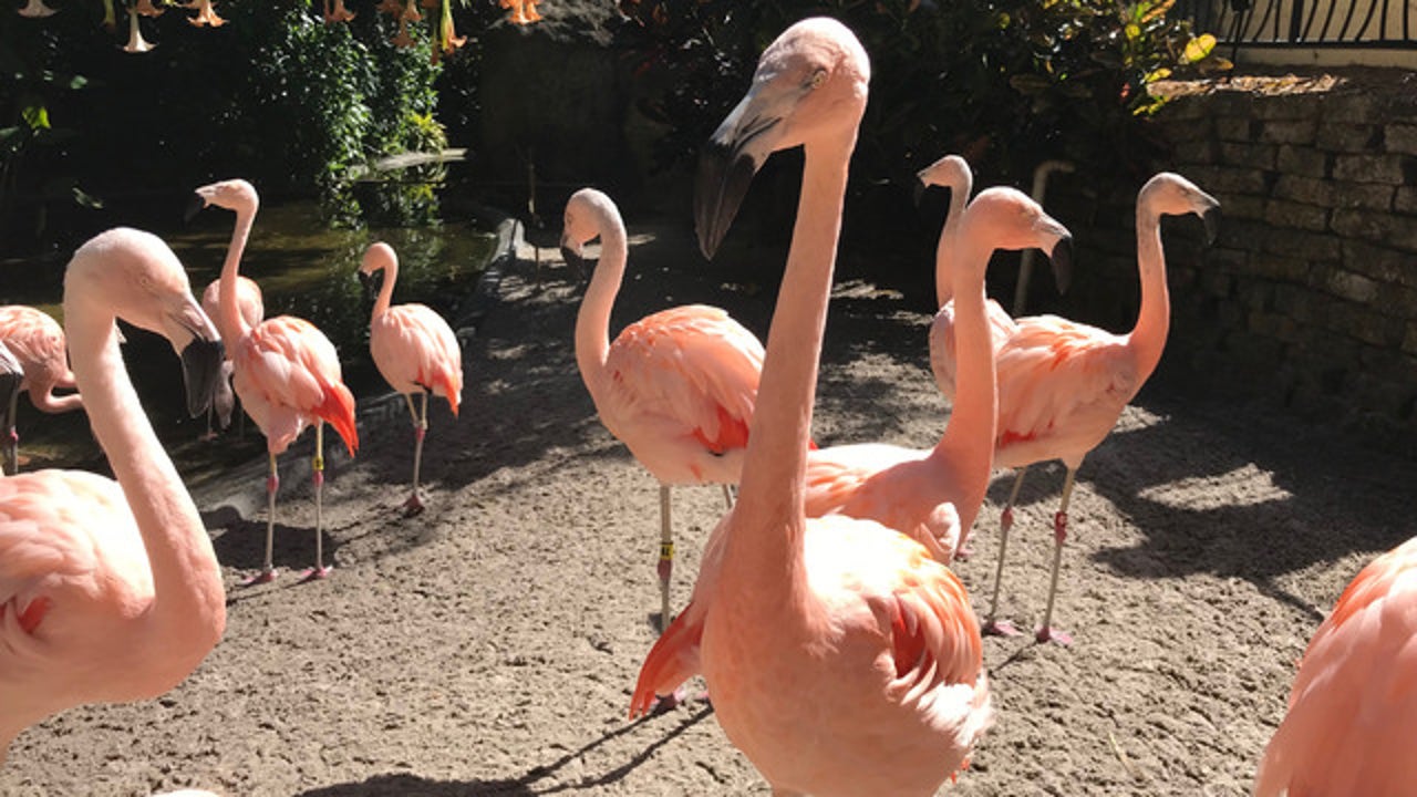 Flamingo Festival this weekend in St. Petersburg | FOX 13 Tampa Bay