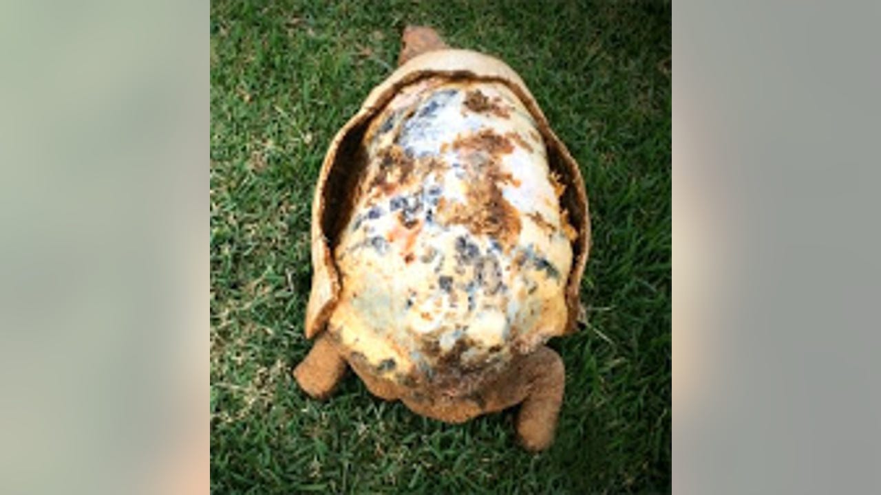 Group saves burned tortoise with new 3D printed shell | FOX 13 Tampa Bay
