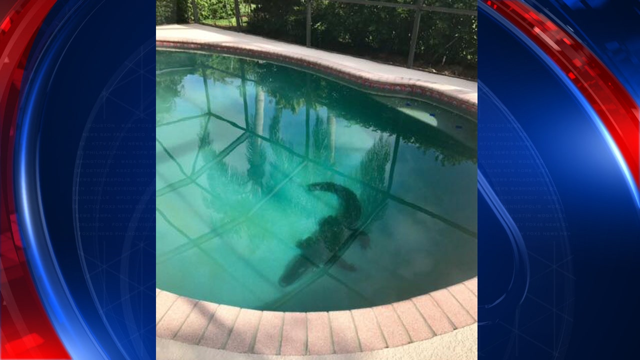 Sarasota family finds large gator in their swimming pool | FOX 13 Tampa Bay