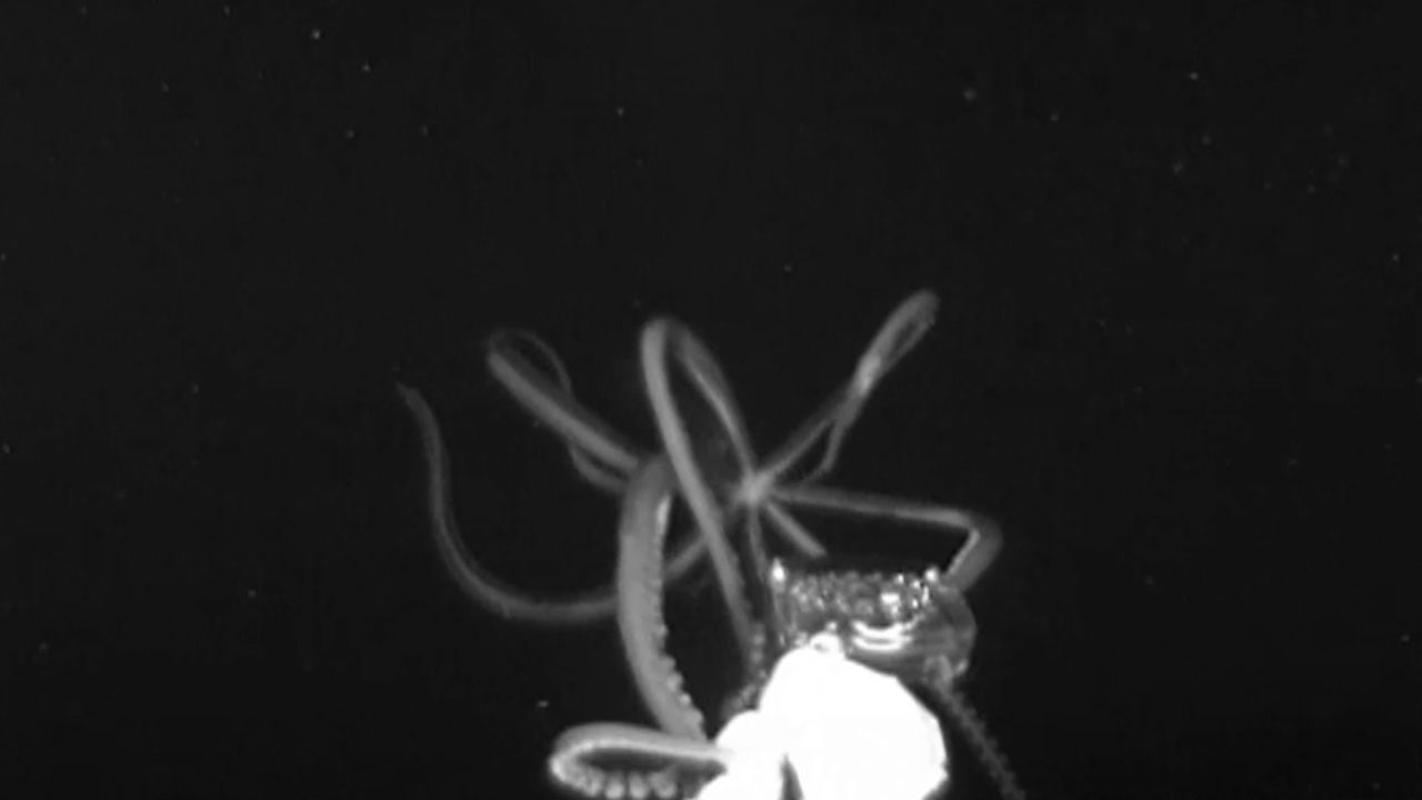 Giant squid caught on camera in Gulf of Mexico | FOX 13 Tampa Bay