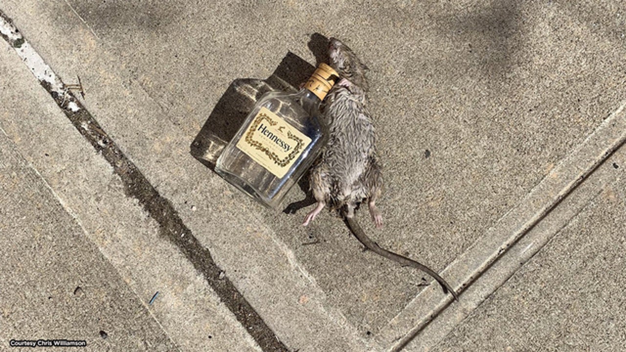 Photo of rat and Hennessy bottle goes viral | FOX 13 Tampa Bay
