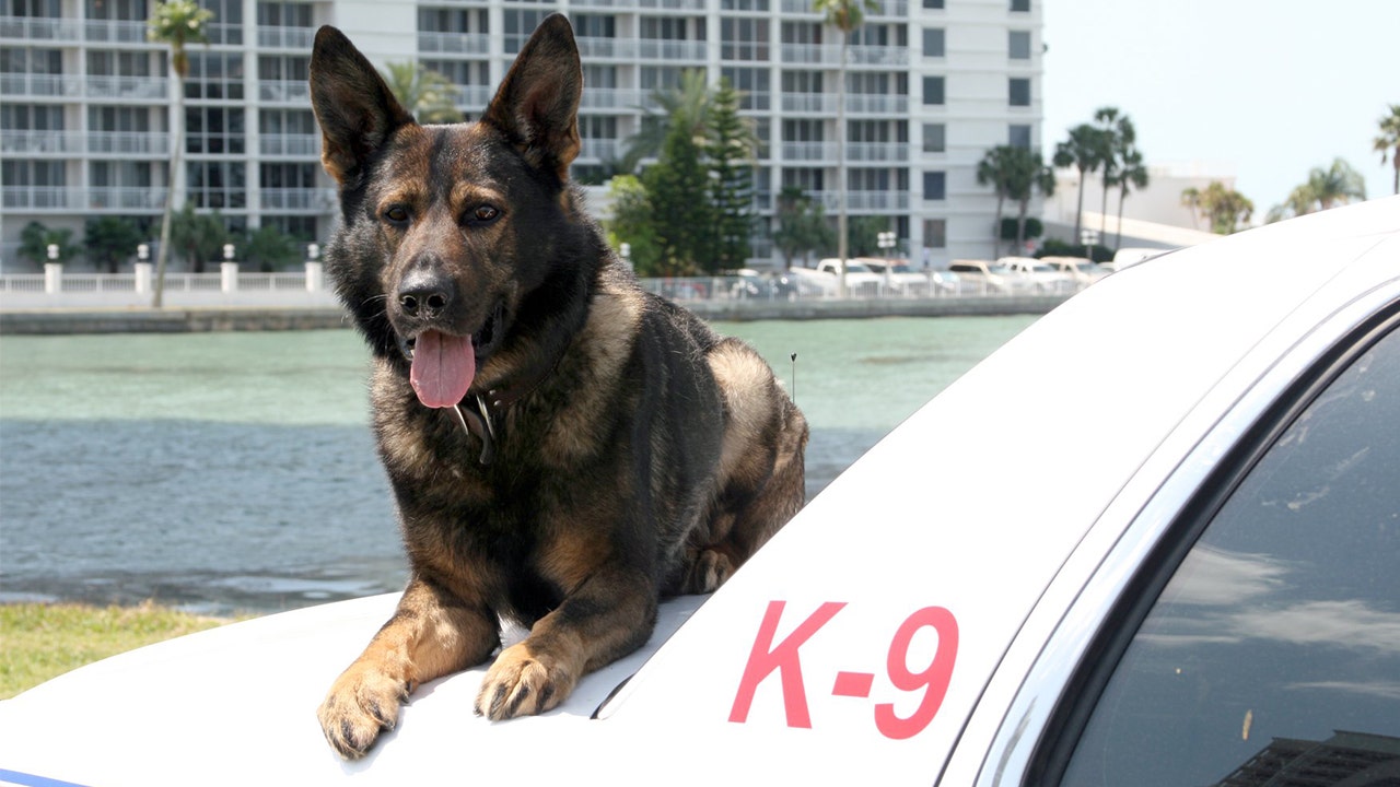 Former K9 Koa left 'lasting impression' with Clearwater PD