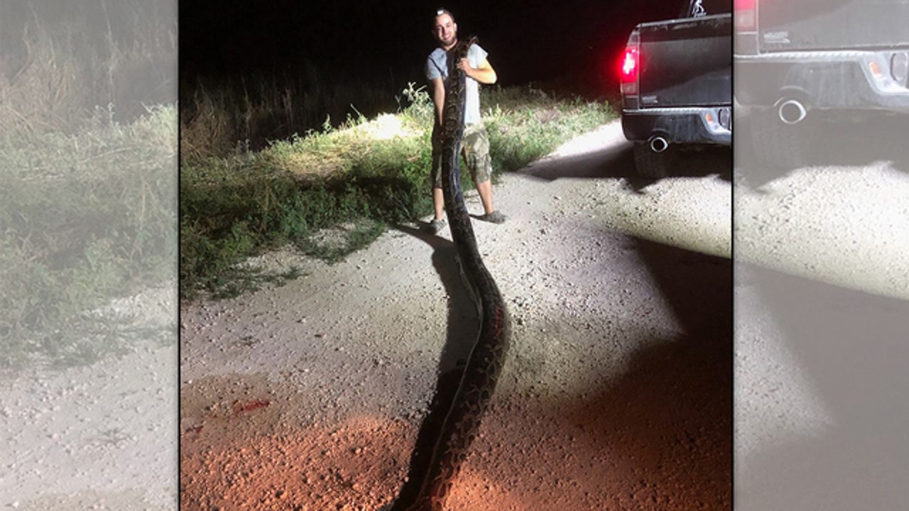 Florida man captures record-setting 17.5-foot python | FOX 13 Tampa Bay