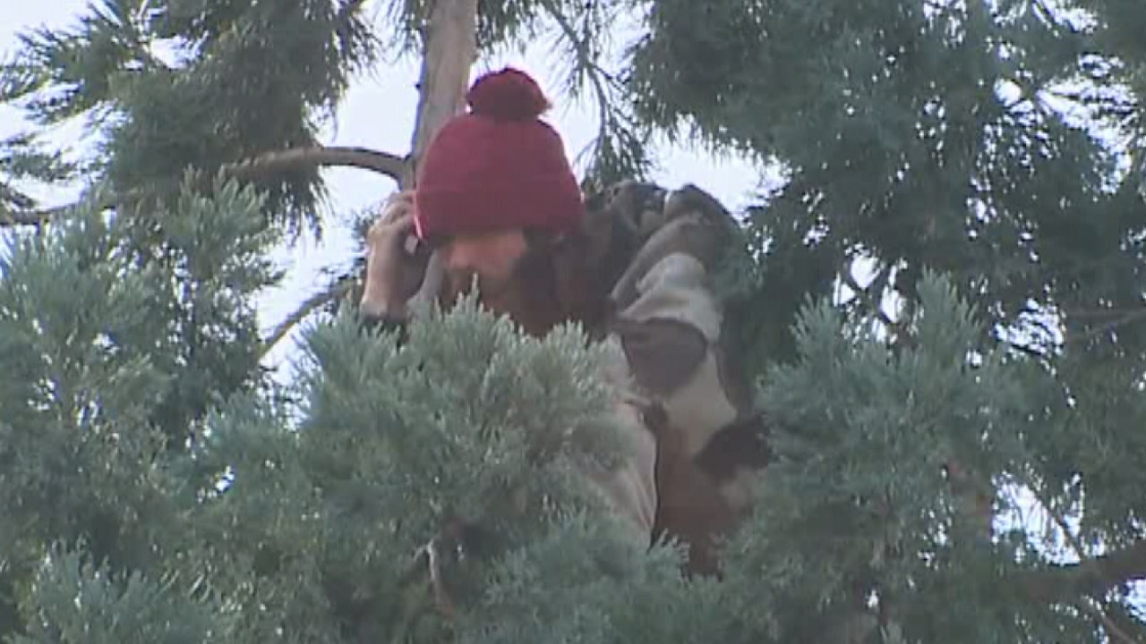 Man finally descends tall tree in Seattle | FOX 13 Tampa Bay