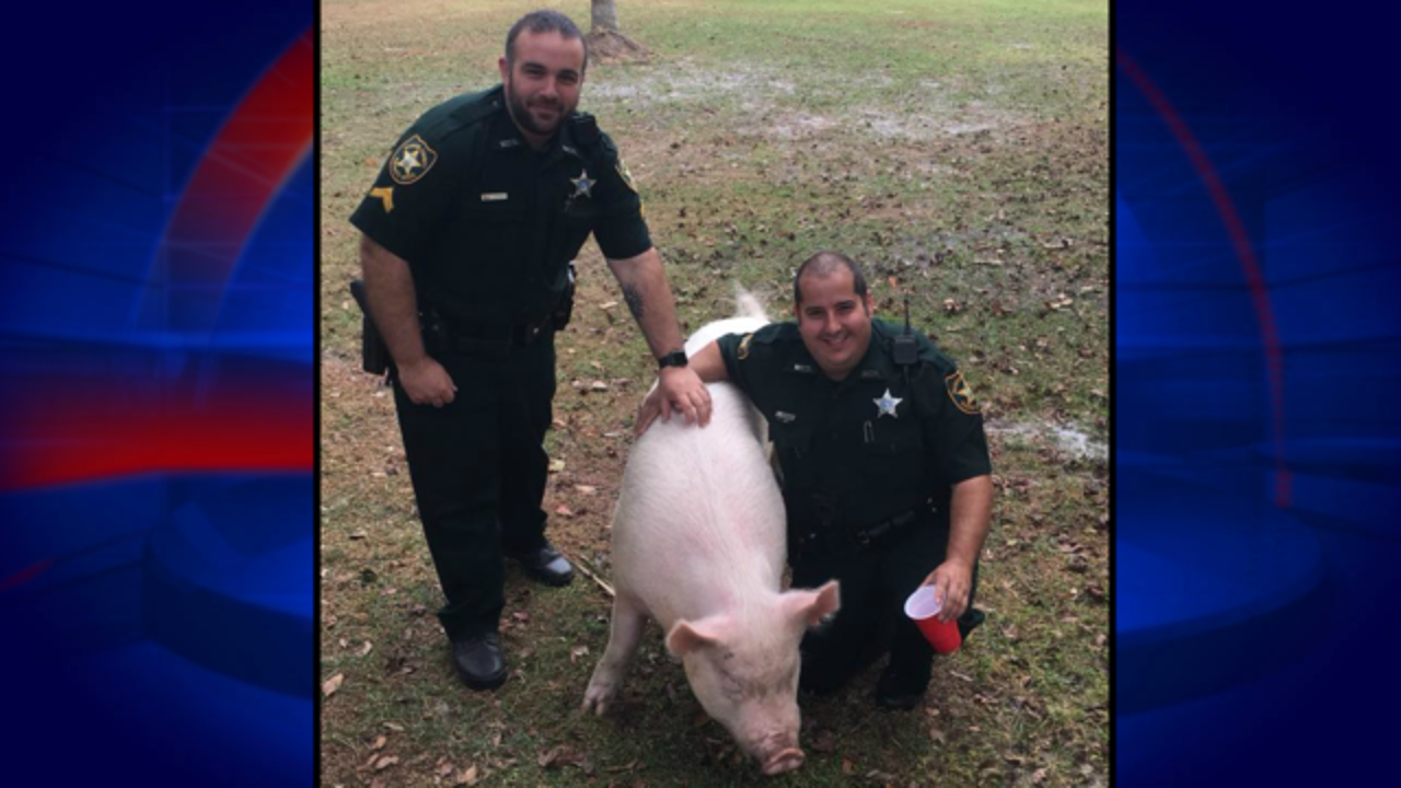 Police capture loose pig that was abandoned by his owner | FOX 13 Tampa Bay