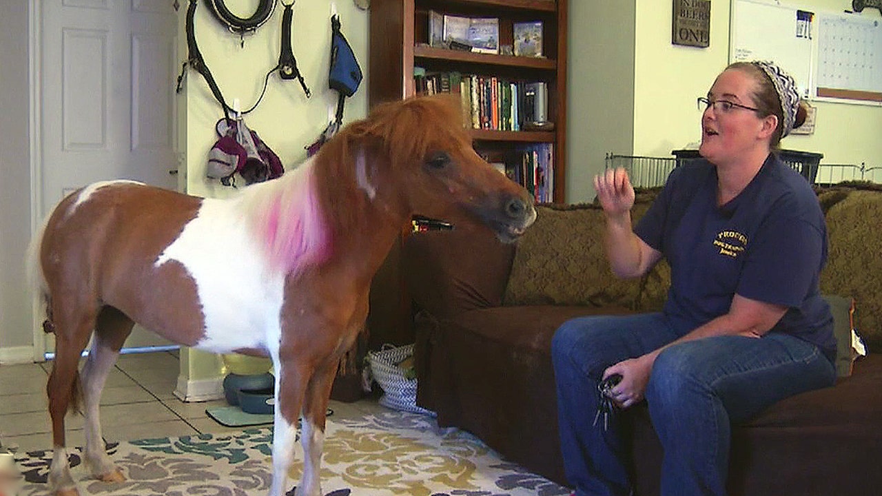 Ocala woman has unusual service animal | FOX 13 Tampa Bay