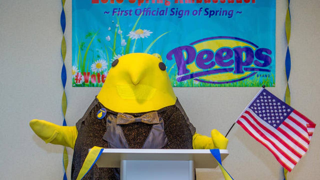 PEEPS chick named the 2016 Spring Ambassador | FOX 13 Tampa Bay