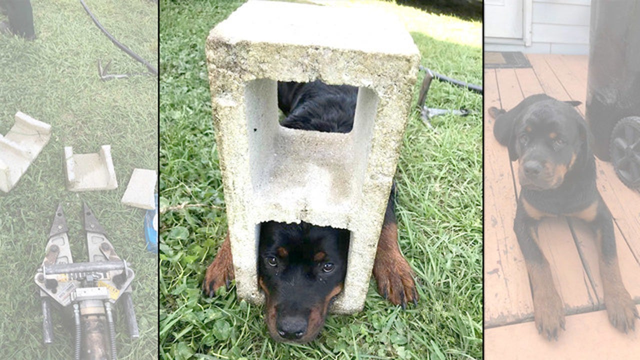 'Jaws of life' used to free Florida dog's head from cinder block | FOX ...