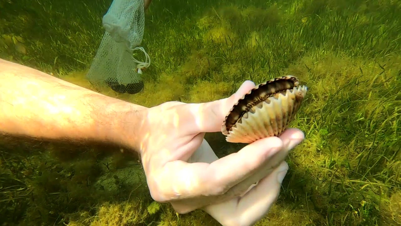 What you need to know before you go scalloping | FOX 13 Tampa Bay