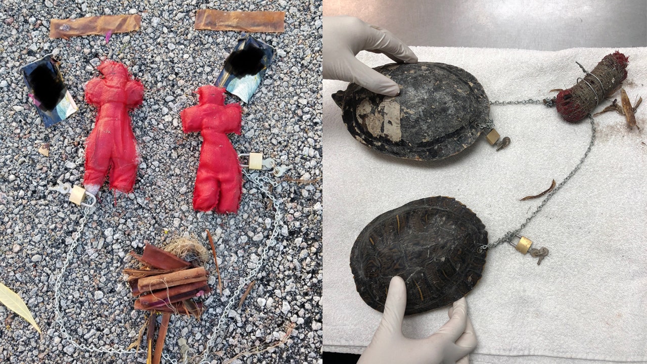 Turtles bound by chains found swimming near Miami Beach | FOX 13 Tampa Bay