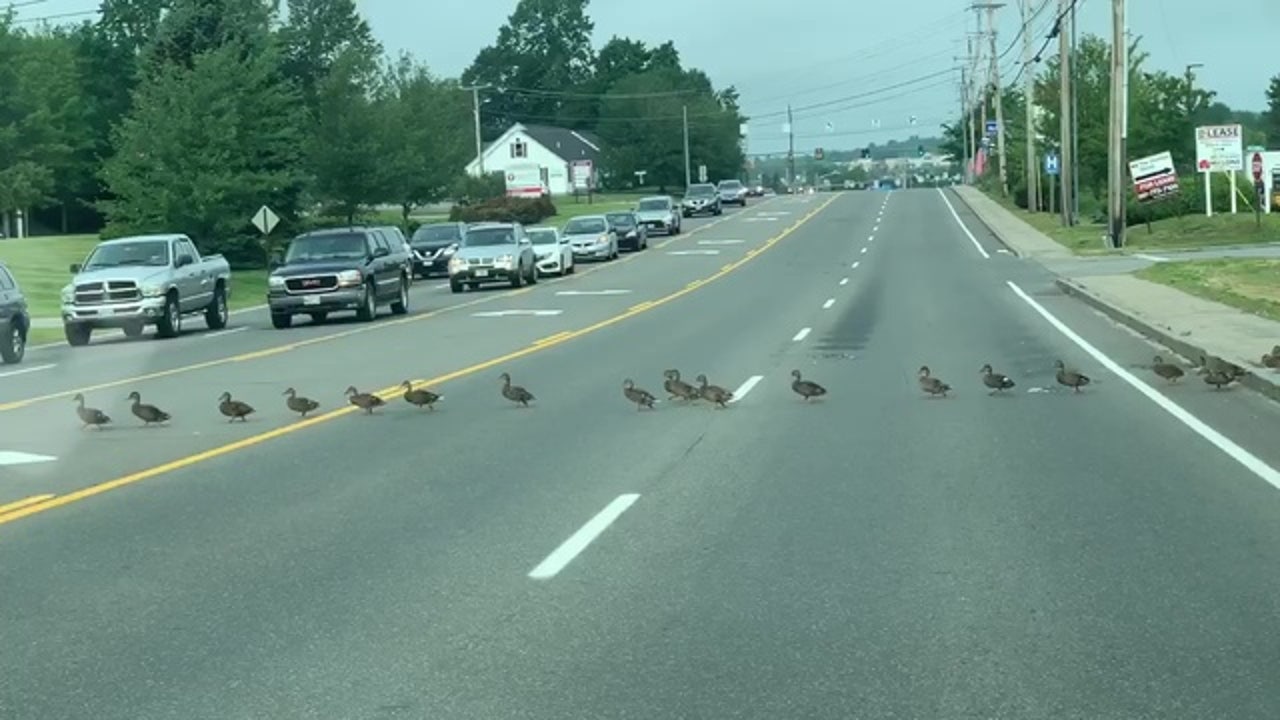 Drivers patiently wait as 45 ducks cross busy Maine road | FOX 13 Tampa Bay