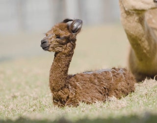alpaca newborn
