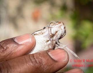 ball python teeth removal