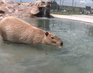 obese capybara