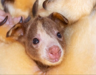 newborn tree kangaroo