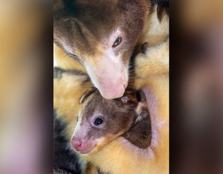 newborn tree kangaroo