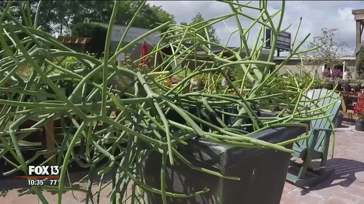 Man hospitalized after encounter with pencil cactus plant | FOX 13 ...