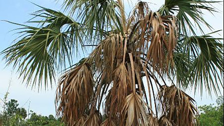 Florida's iconic palm trees threatened by invasive disease | FOX 13 ...