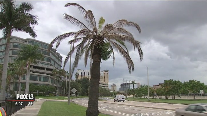 Palm trees can be protected from lethal bronzing disease | FOX 13 Tampa Bay