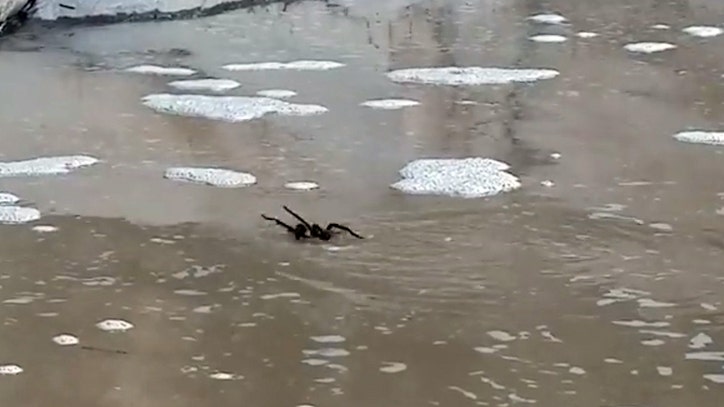 Watch: Tarantula swims in Texas park | FOX 13 Tampa Bay