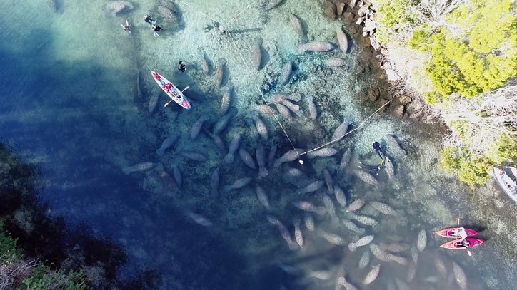 Manatees huddle up in Three Sisters Spring | FOX 13 Tampa Bay