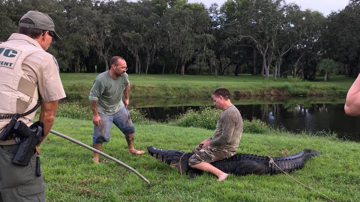 Man bitten by alligator while playing disc golf in Clearwater | FOX 13 ...