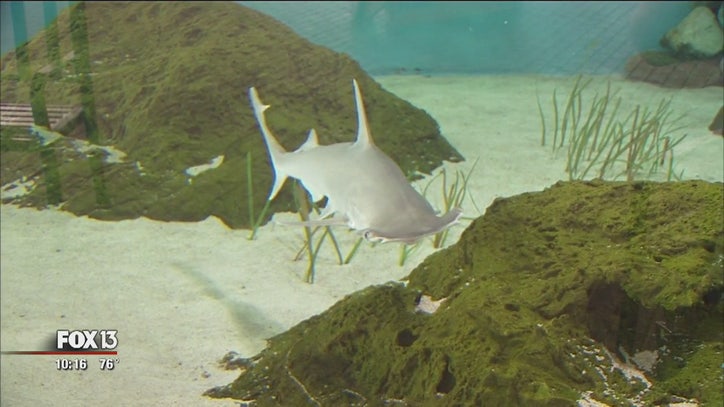 Shark clears beach at Siesta Key | FOX 13 Tampa Bay