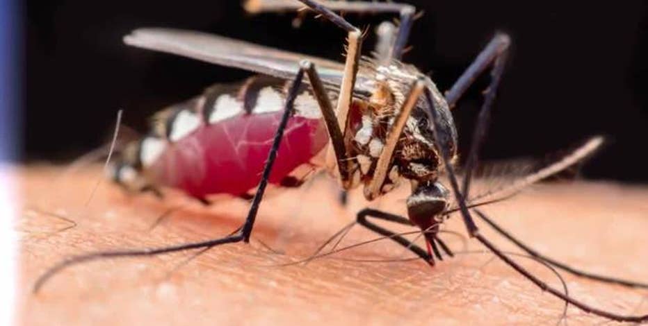 Mosquitoes Teeth Up Close