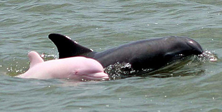 pink dolphins